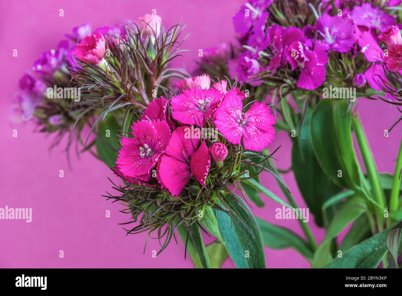 Purple color of Turkish carnation flower, macro. Bearded clove, or ...