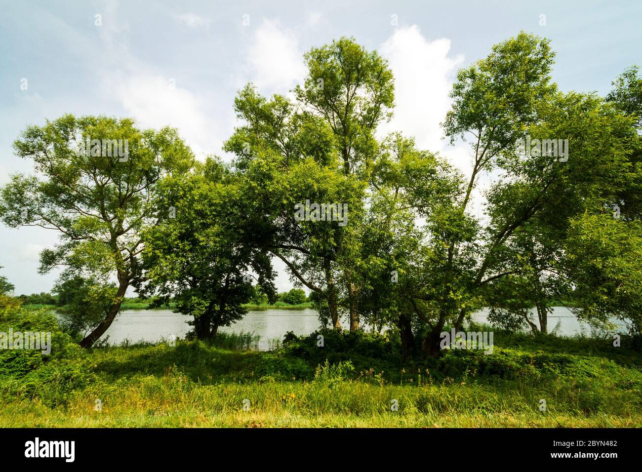 Green trees growing by the river in Lithuania. Peaceful nature scene ...
