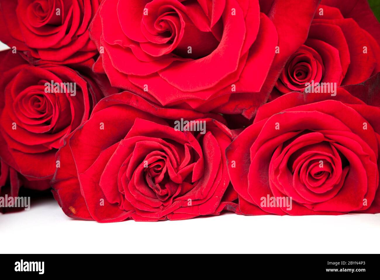 Three fresh red roses over white background Stock Photo - Alamy