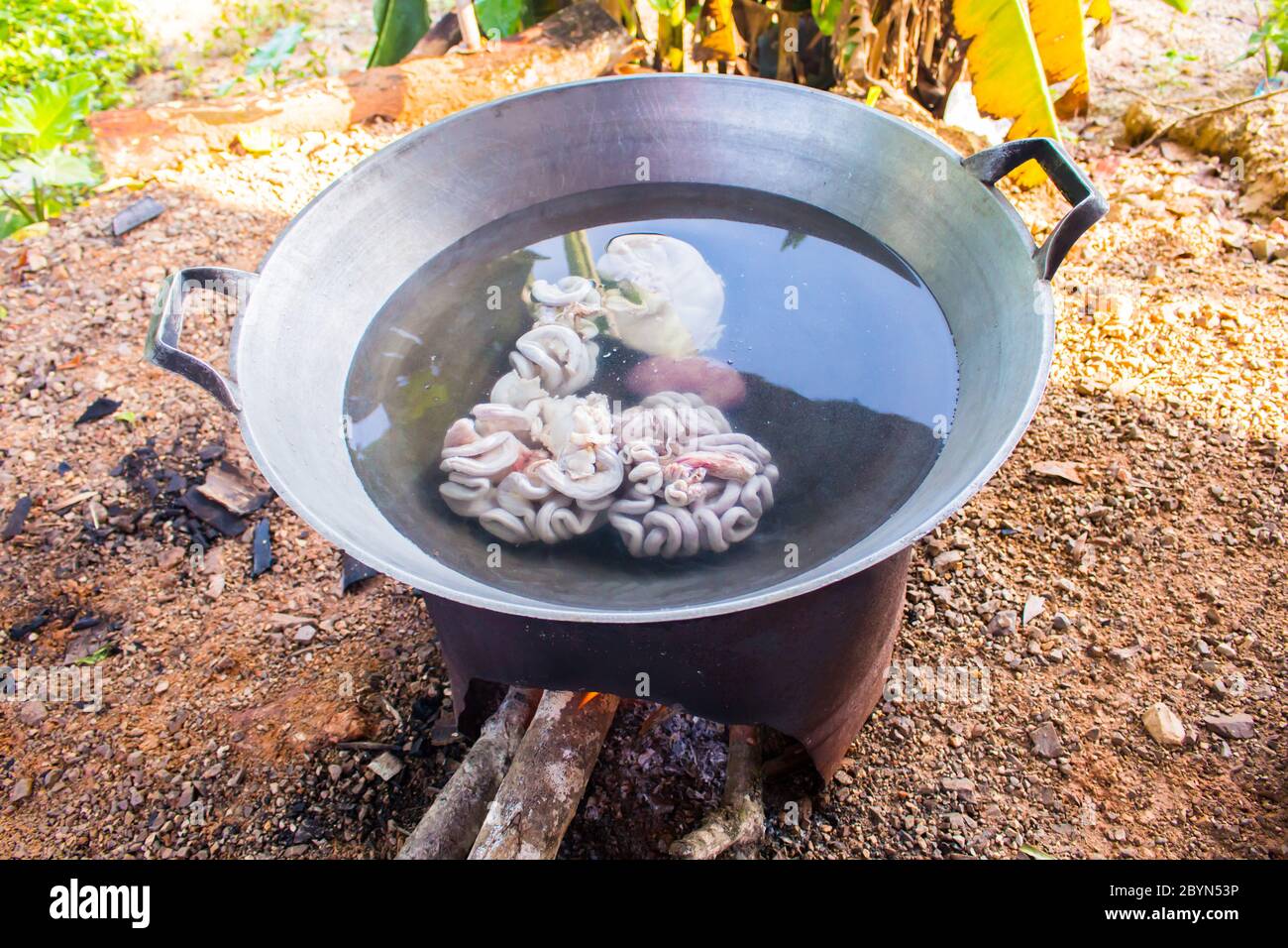 Pig Dissection High Resolution Stock Photography and Images - Alamy