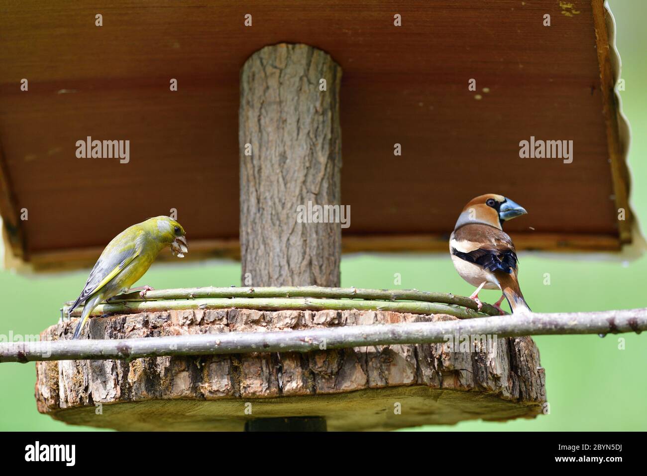 The european grenfinch and hawfinch eating seeds on the feeder rack in ...