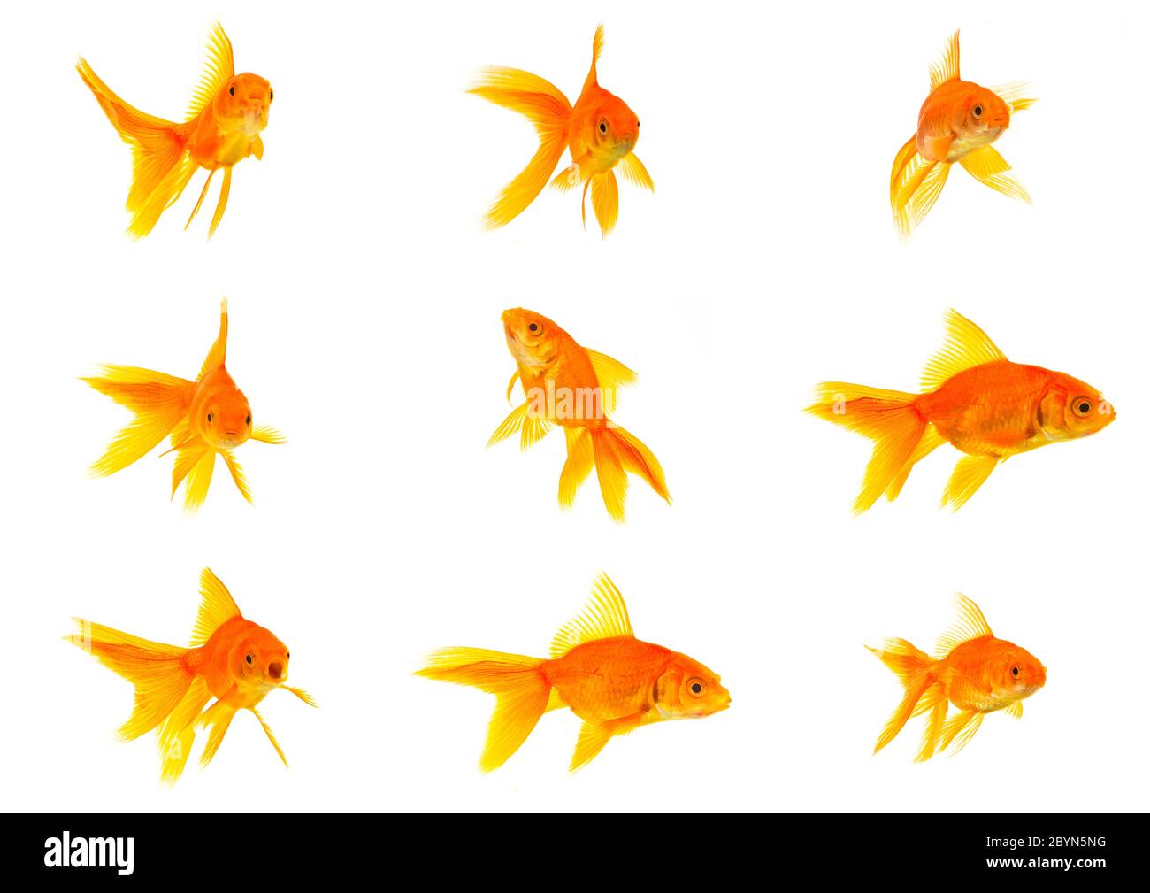 Set of gold fishes Stock Photo - Alamy
