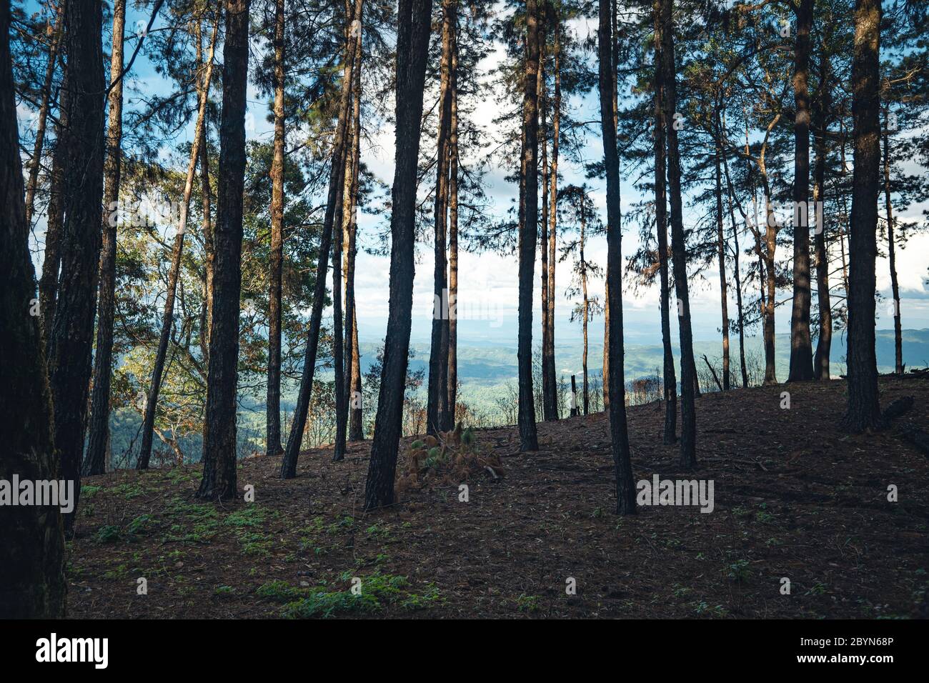 Mountains and green forests, daytime sky,Mountains and skies,In nature ...