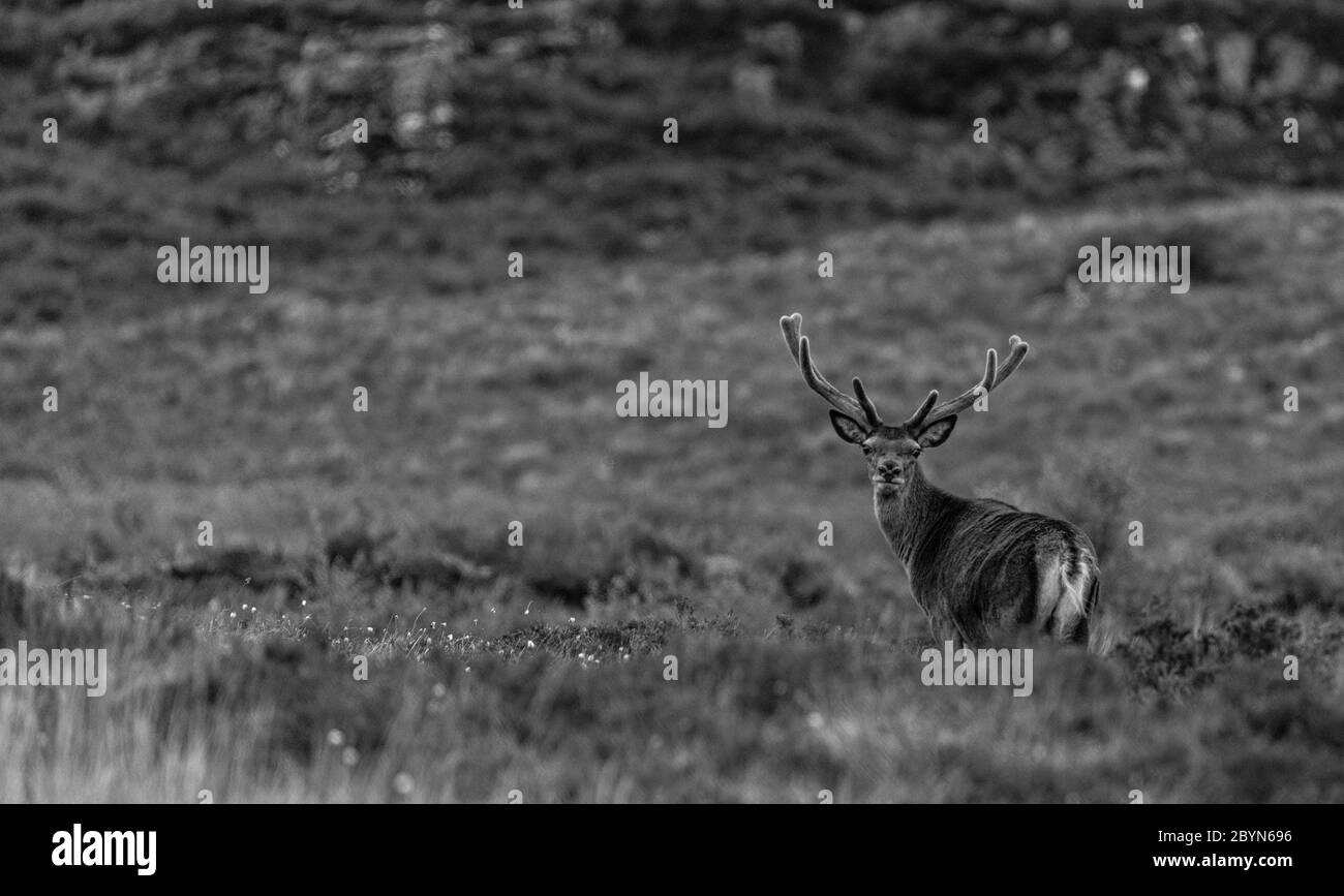 Deer j Black and White Stock Photos & Images - Alamy