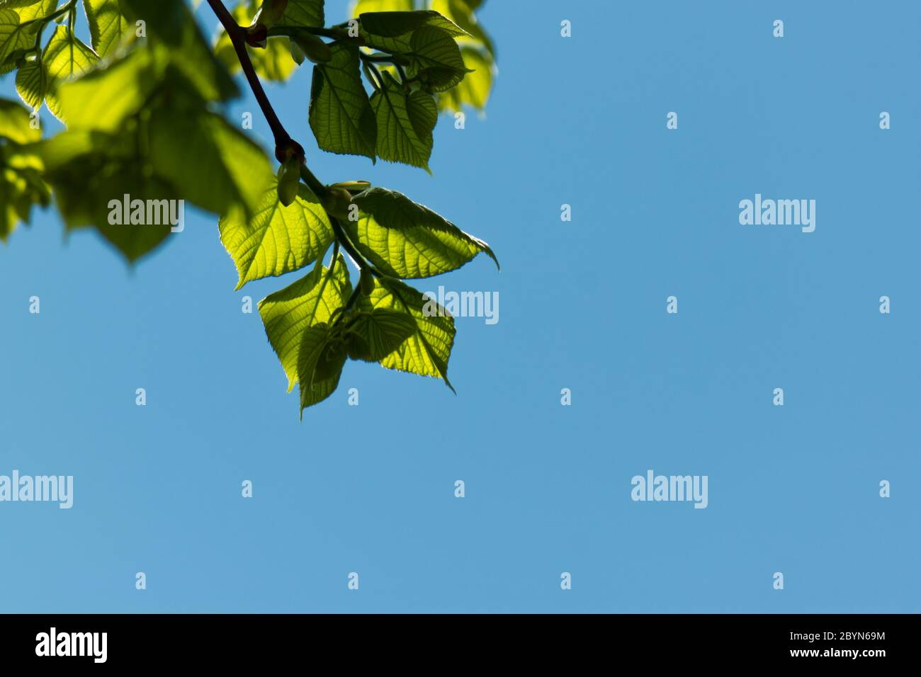 Linden tree garden hi-res stock photography and images - Alamy