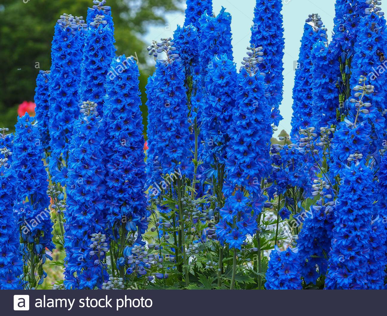 Tall Blue Flower Spikes High Resolution Stock Photography and Images ...