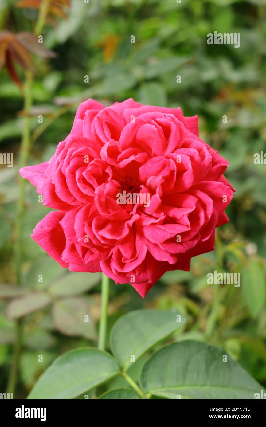 red rose in garden Stock Photo - Alamy