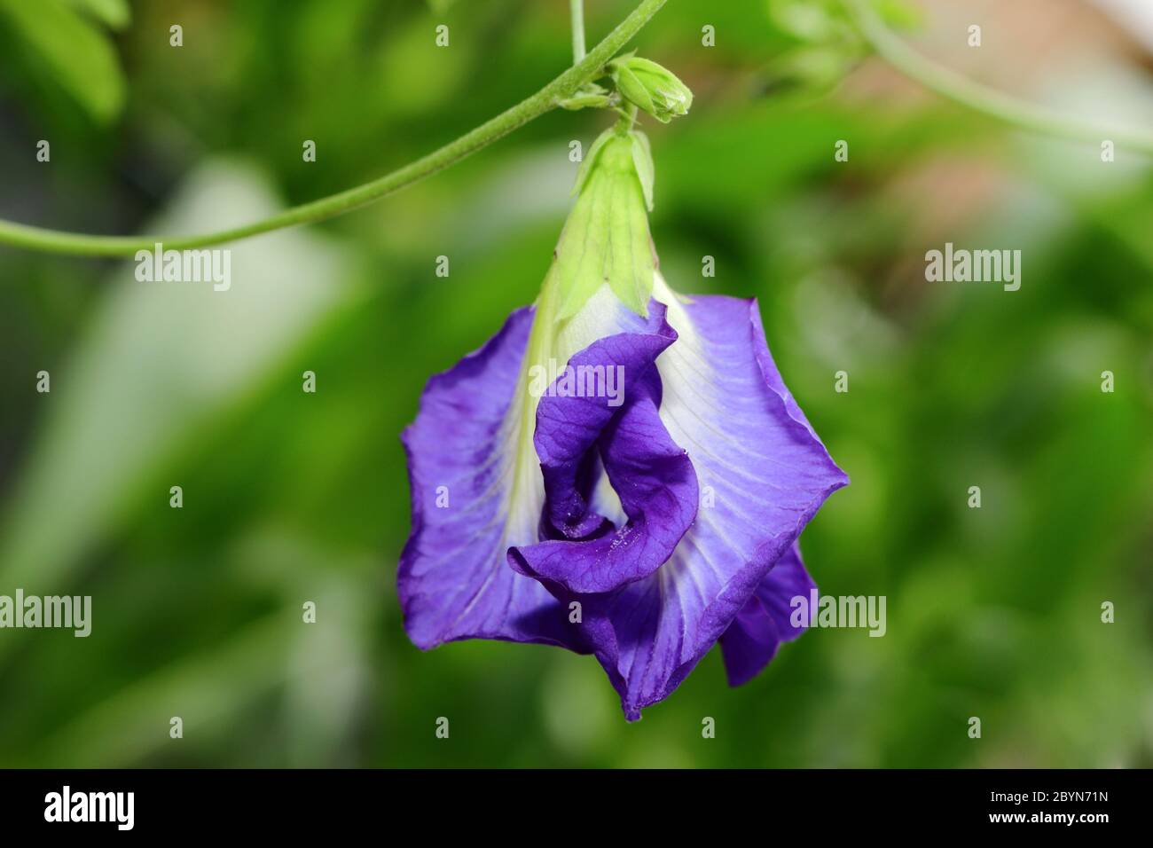 fresh butterfly pea in garden Stock Photo - Alamy