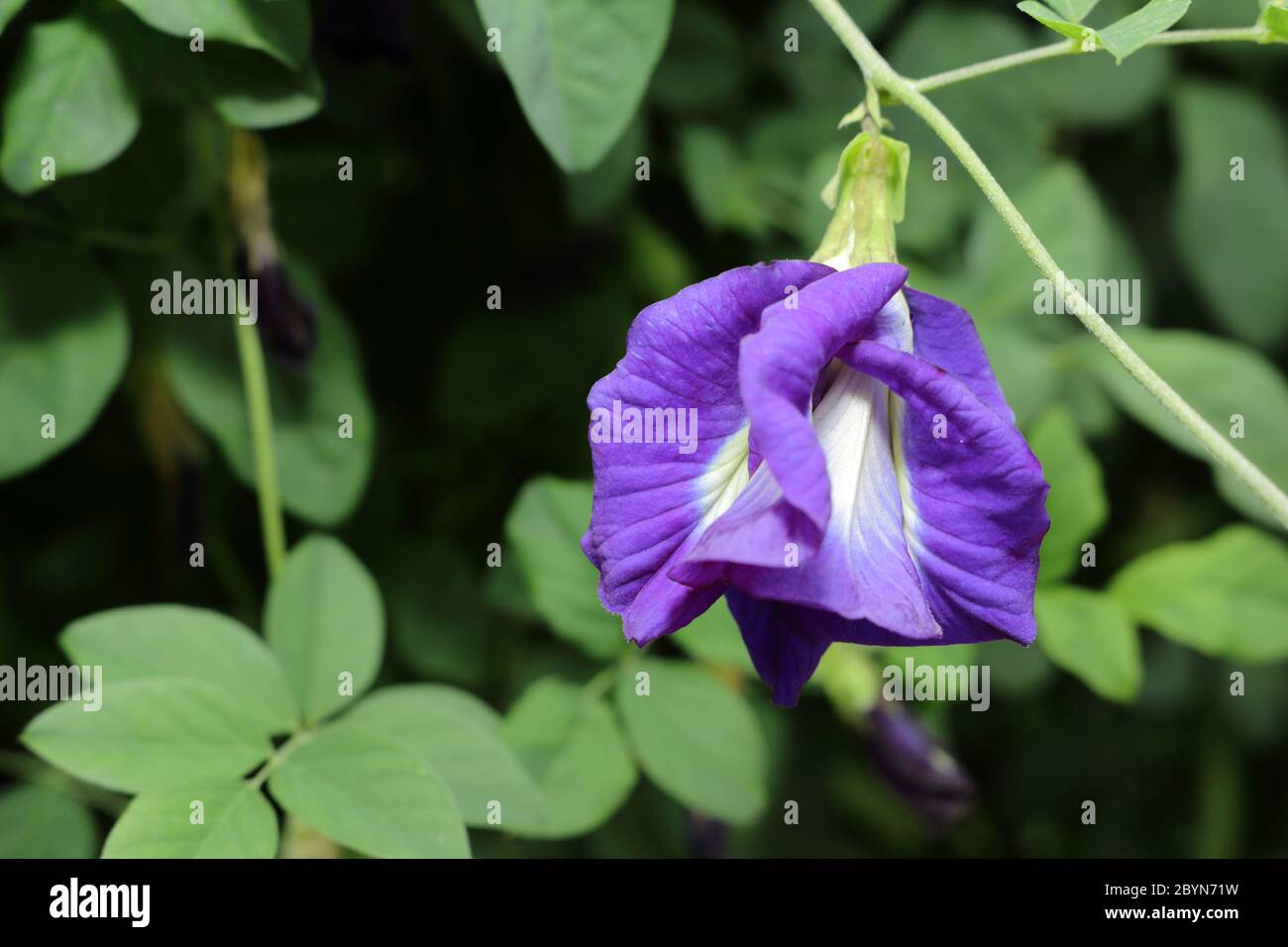 fresh butterfly pea in garden Stock Photo - Alamy