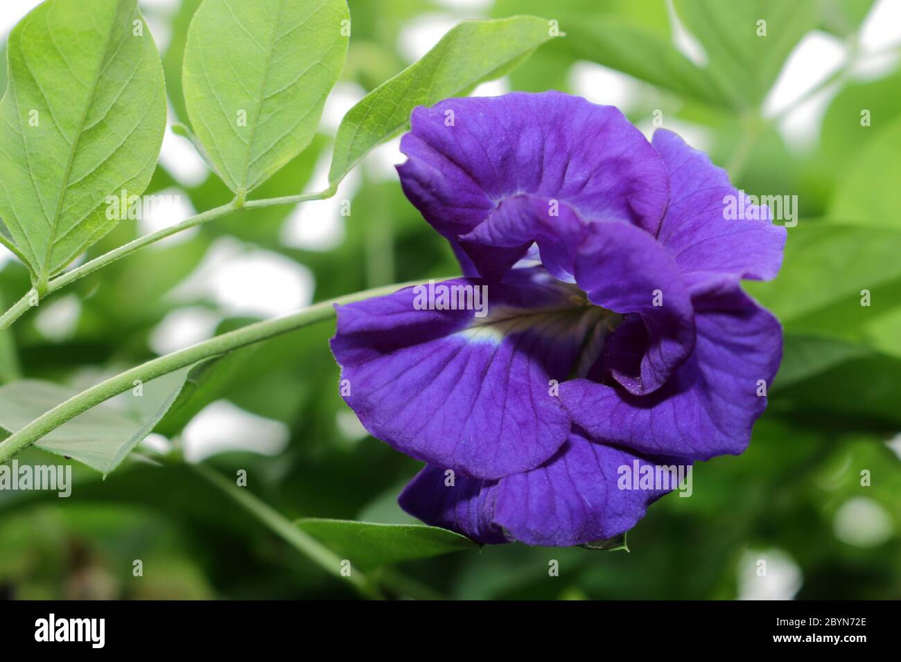 Butterfly pea hi-res stock photography and images - Alamy