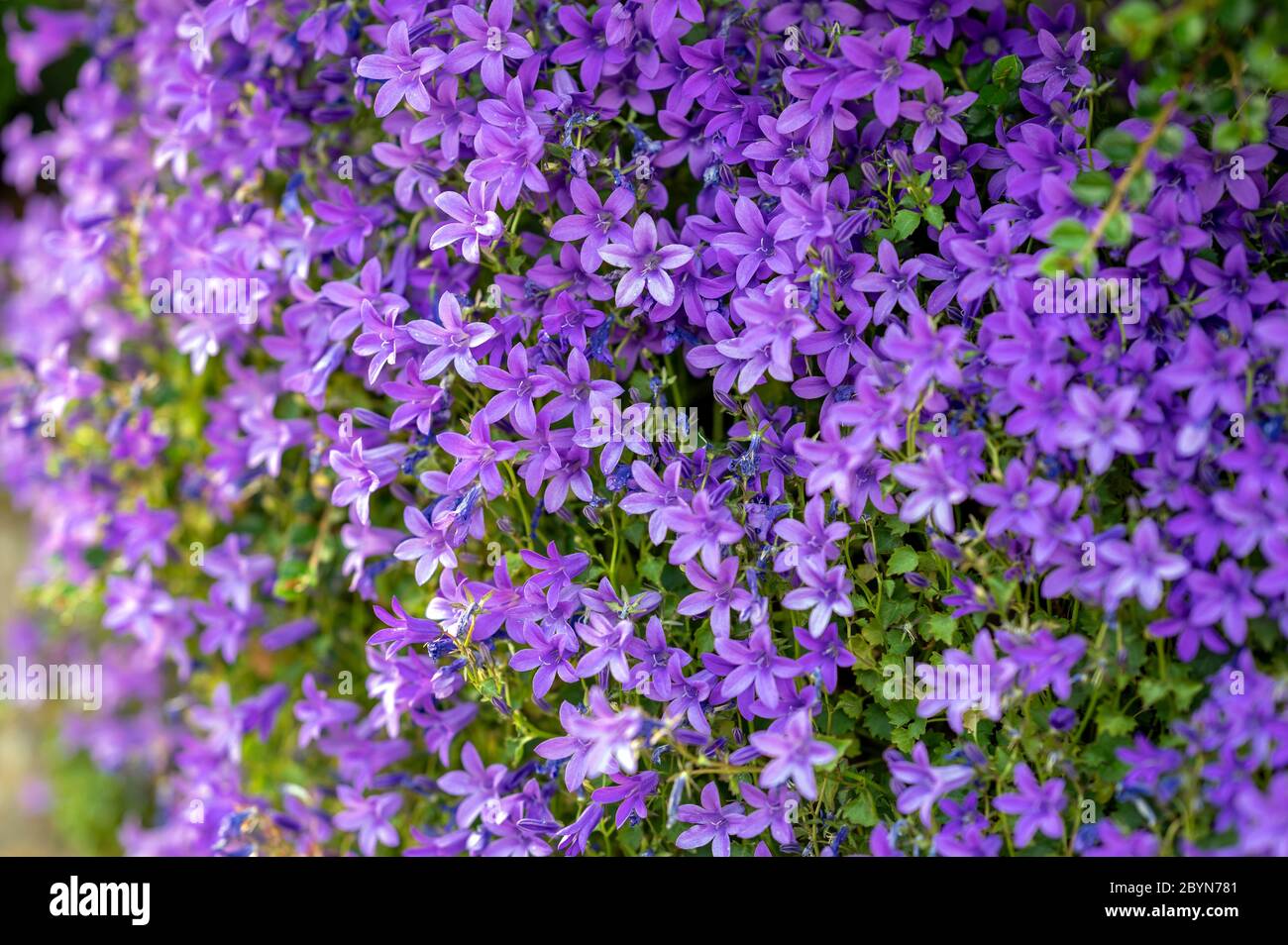 Tinkerbell flowers hi-res stock photography and images - Alamy