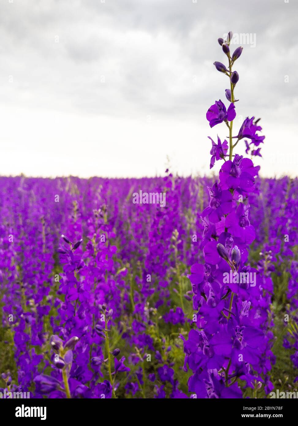 Beautiful floral background. Blurred purple color sage field. Defocused ...