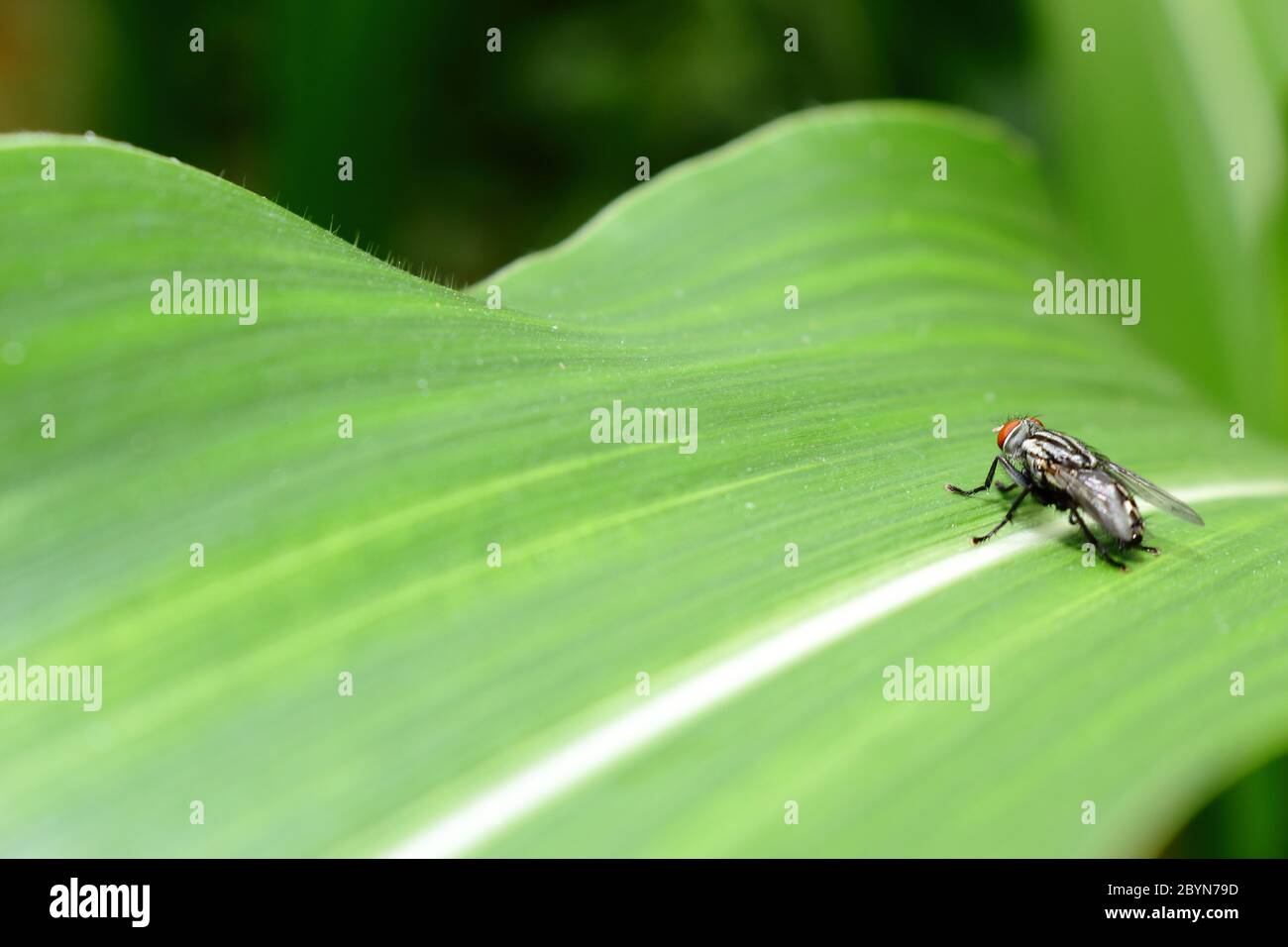 insect on green leaf background texture in nature Stock Photo - Alamy