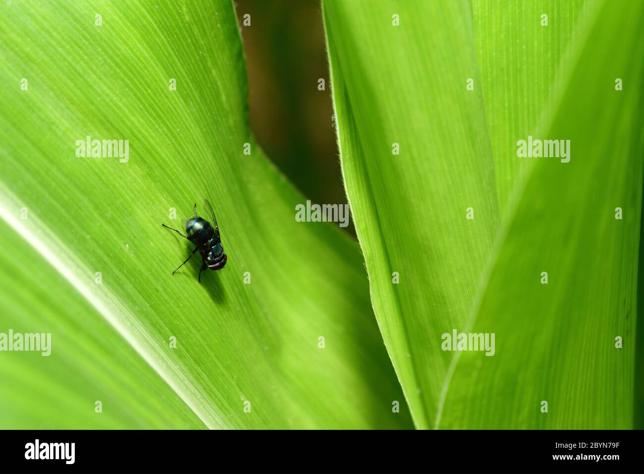 insect on green leaf background texture in nature Stock Photo - Alamy
