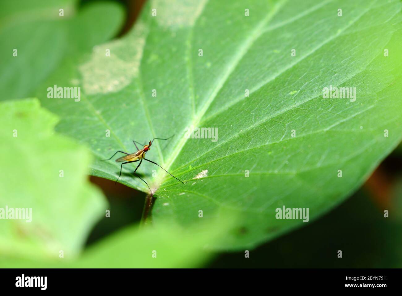 insect on green leaf background texture in nature Stock Photo - Alamy