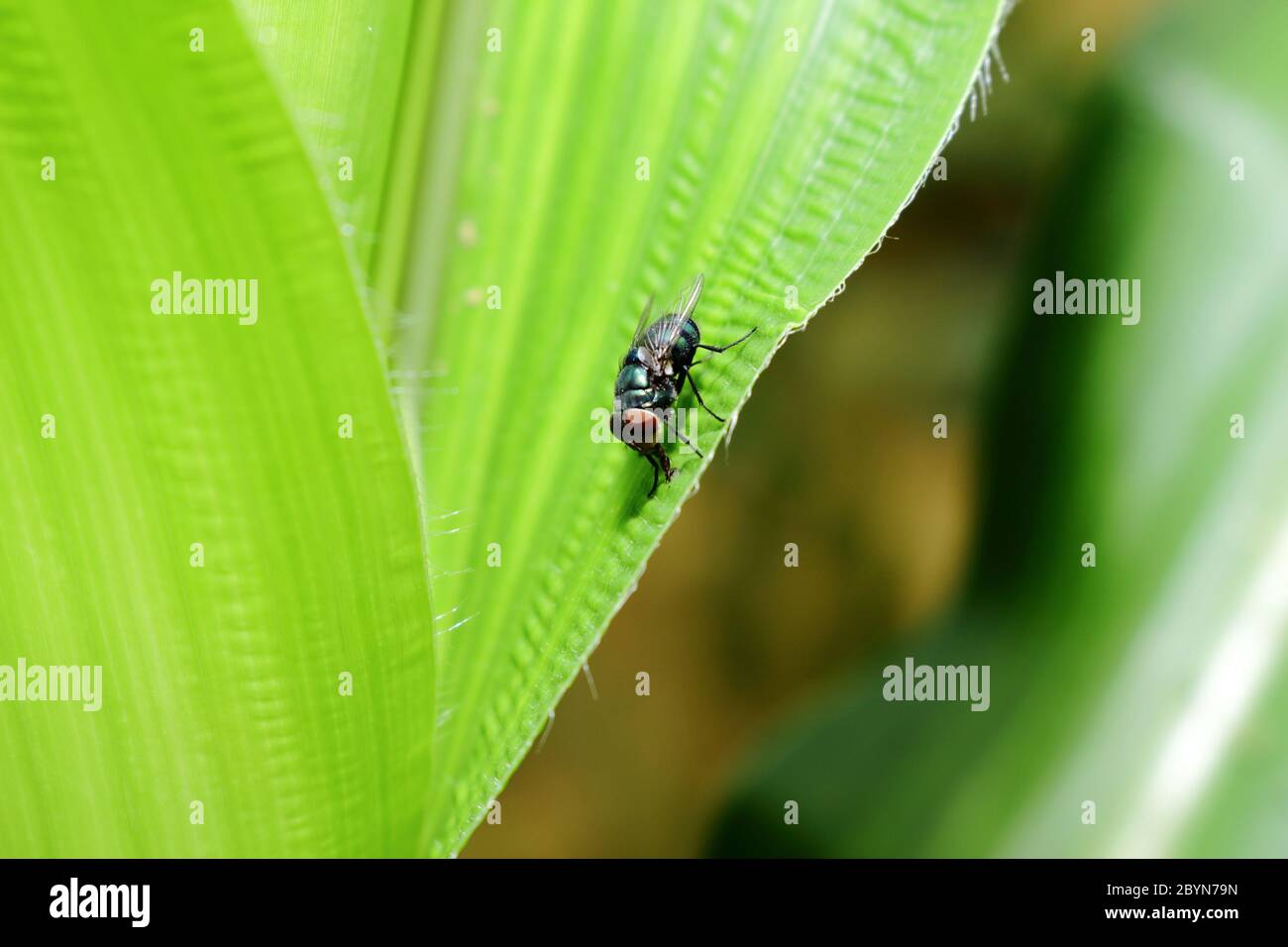 insect on green leaf background texture in nature Stock Photo - Alamy