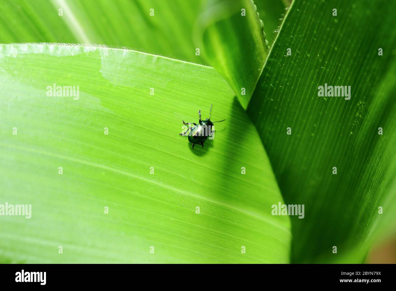 insect on green leaf background texture in nature Stock Photo - Alamy