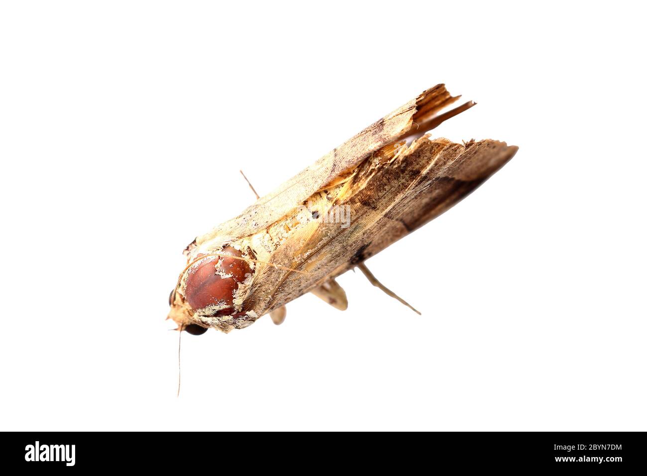 moth butterfly, insect carcass isolated on white background Stock Photo ...