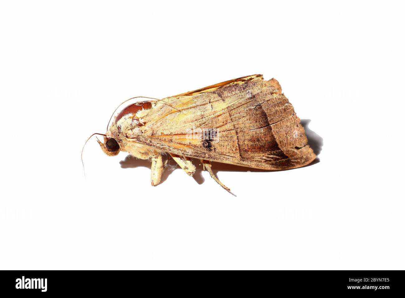 moth butterfly, insect carcass isolated on white background Stock Photo ...