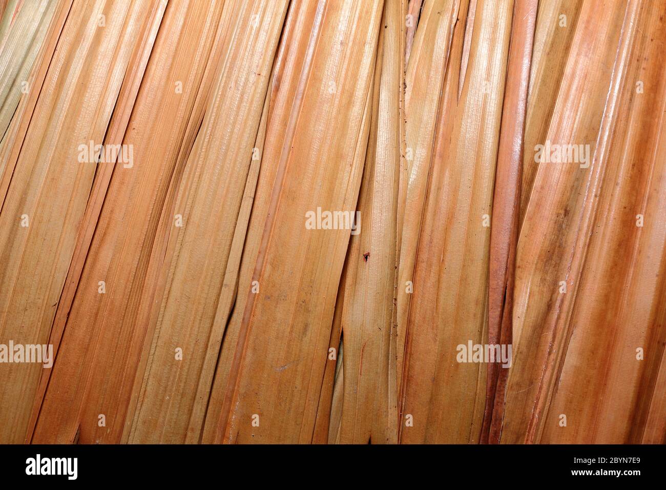 Nipa High Resolution Stock Photography and Images - Alamy