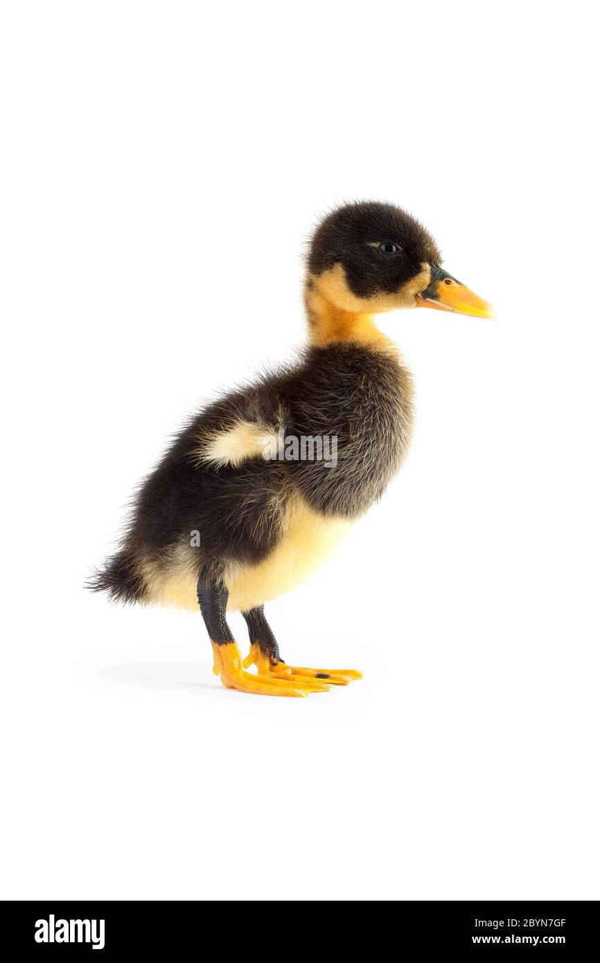 The black small duckling Stock Photo - Alamy