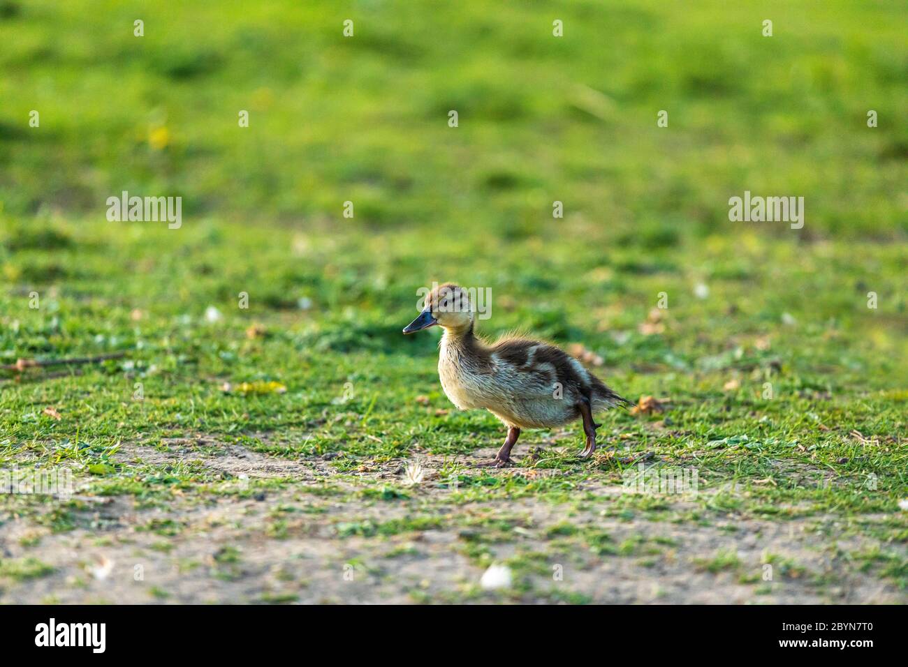 Ducking hi-res stock photography and images - Alamy