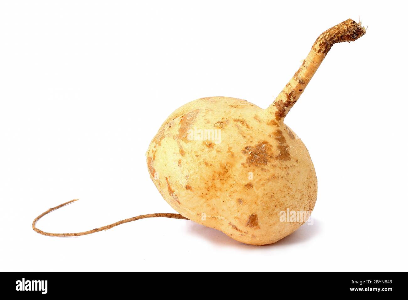Isolated raw brown jicama hi-res stock photography and images - Alamy