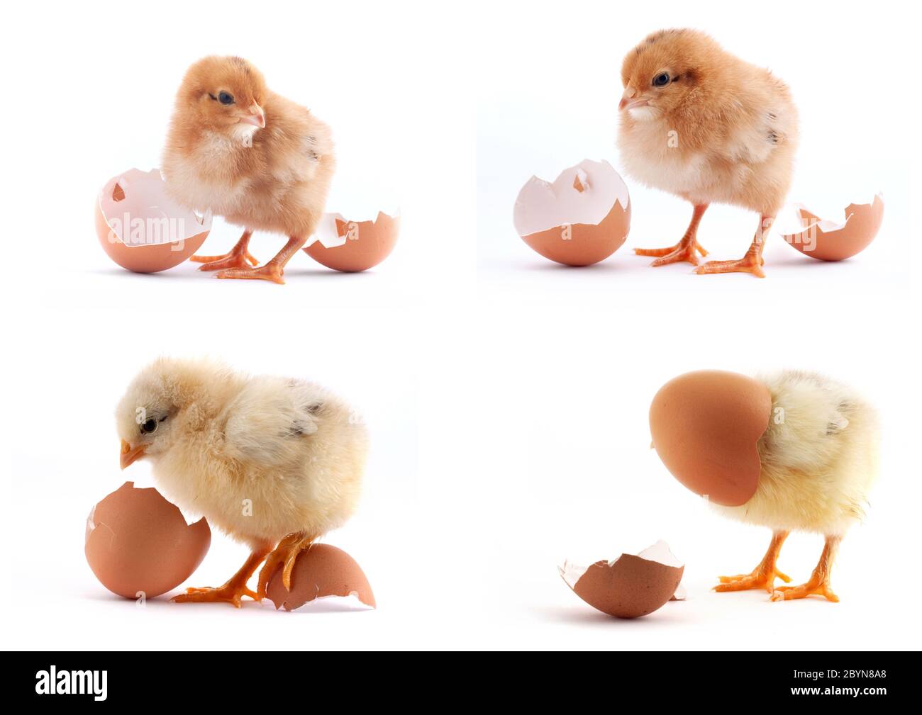 The set of yellow small chicks with egg Stock Photo - Alamy
