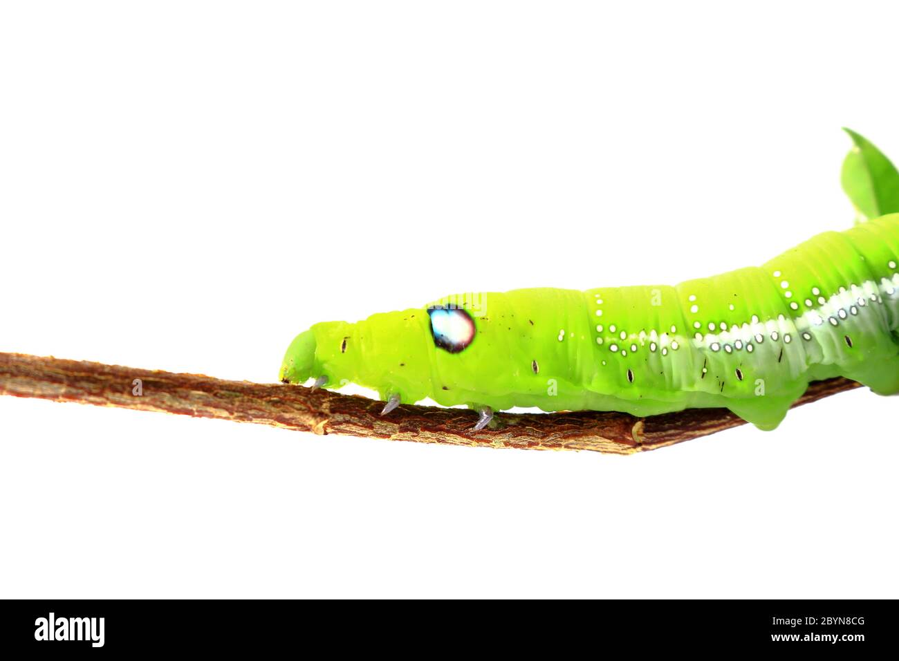 green caterpillar isolated on white background Stock Photo - Alamy