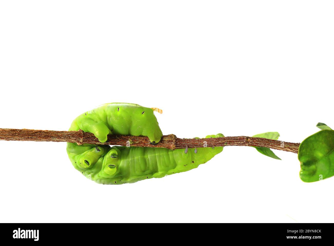 green caterpillar isolated on white background Stock Photo - Alamy