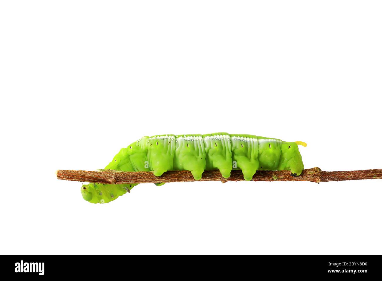 green caterpillar isolated on white background Stock Photo - Alamy