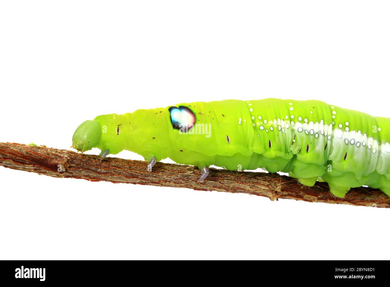 green caterpillar isolated on white background Stock Photo - Alamy