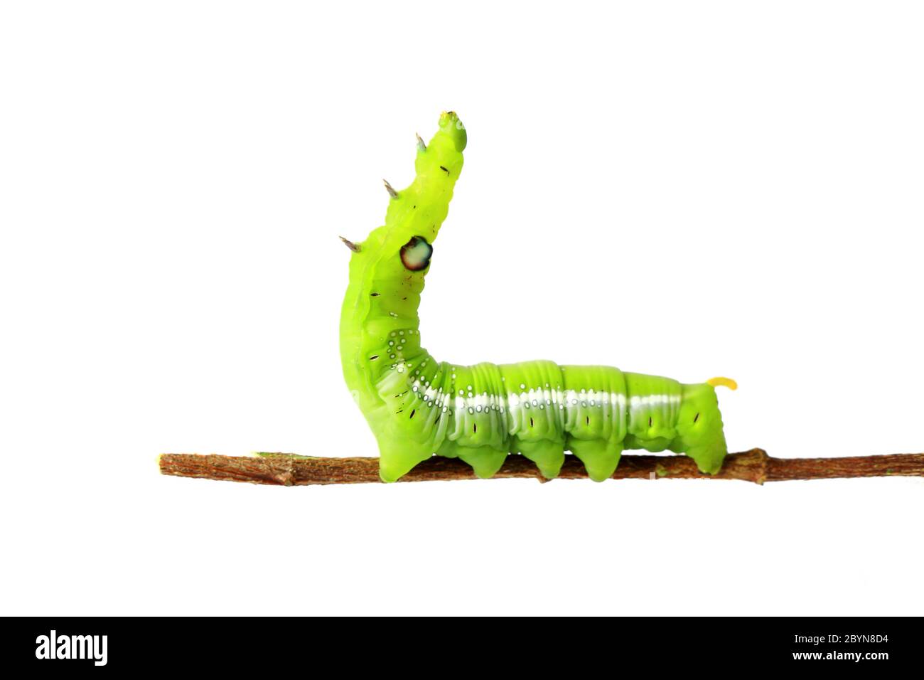 green caterpillar isolated on white background Stock Photo - Alamy