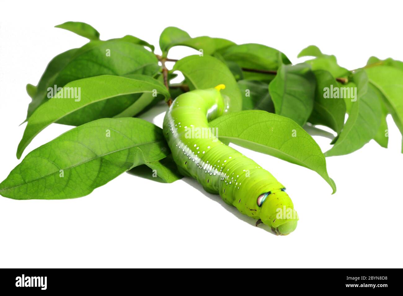 green caterpillar isolated on white background Stock Photo - Alamy