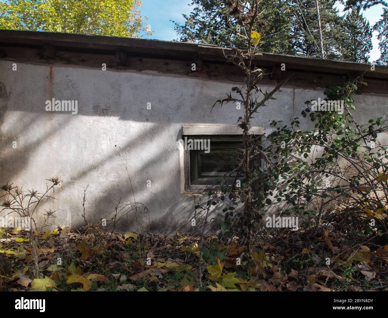 bushes grow next to a window of an abandoned house in the middle of a ...