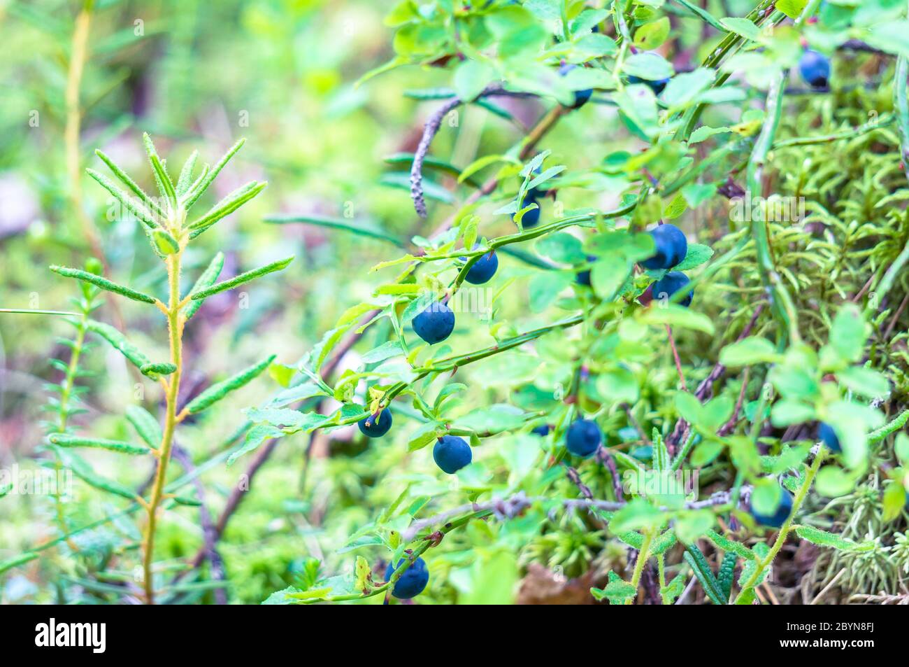 Blueberry bushes full of berries with moss in the background in a ...