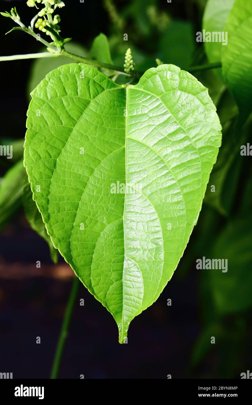 sacha inchi peanut in garden Stock Photo - Alamy