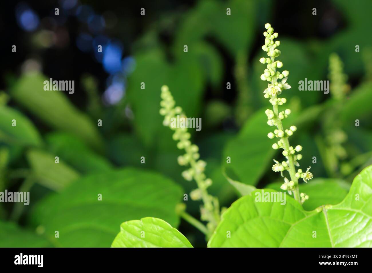 sacha inchi peanut in garden Stock Photo - Alamy