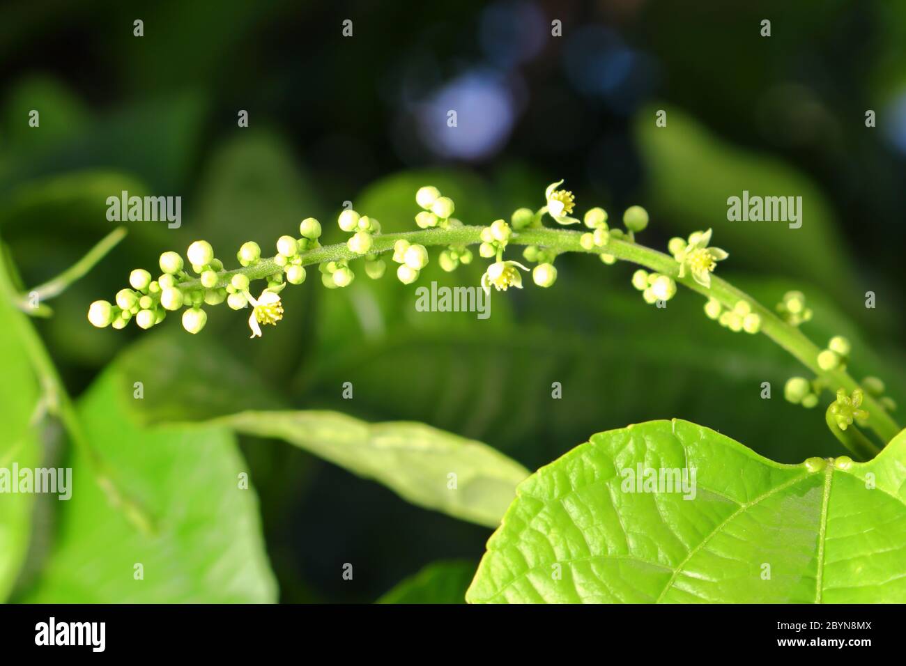 sacha inchi peanut in garden Stock Photo - Alamy