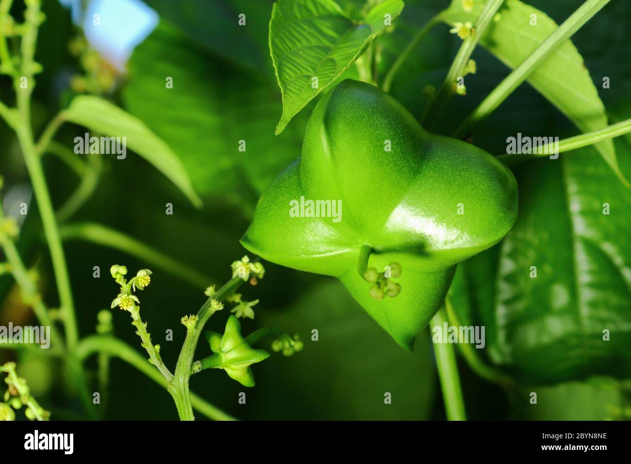 Sacha inchi tree hi-res stock photography and images - Alamy