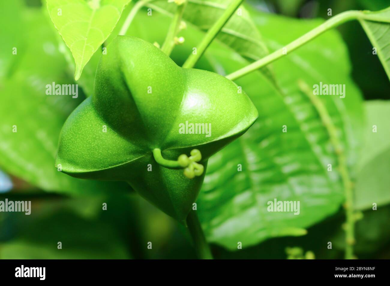 Sacha inchi oil hi-res stock photography and images - Alamy