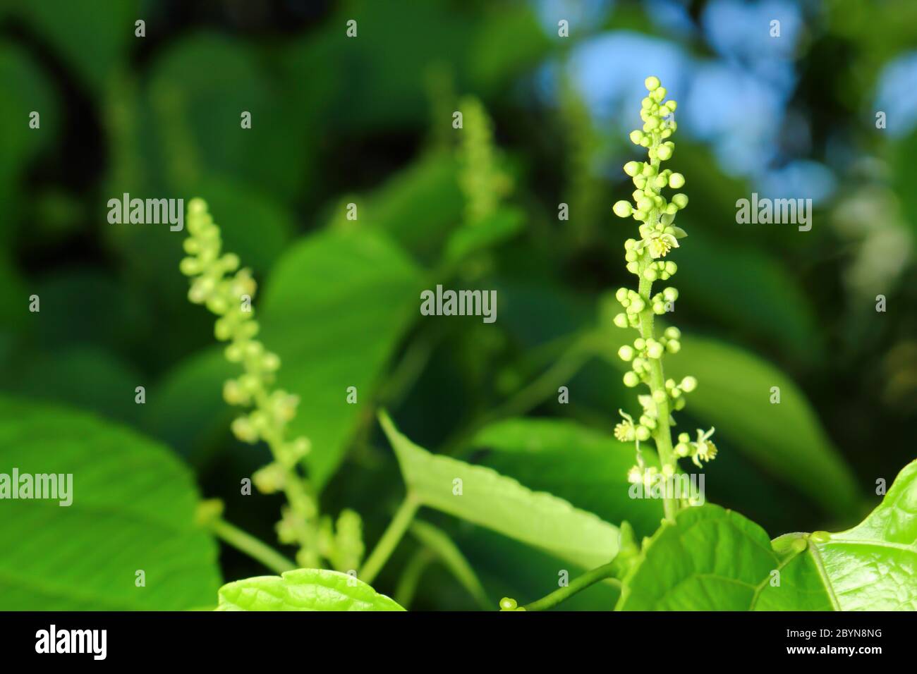 Sacha inchi tree hi-res stock photography and images - Alamy