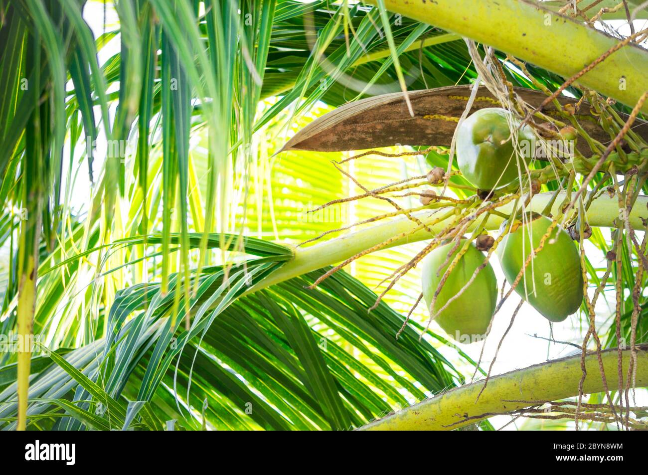 Green coconut bunch hi-res stock photography and images - Alamy