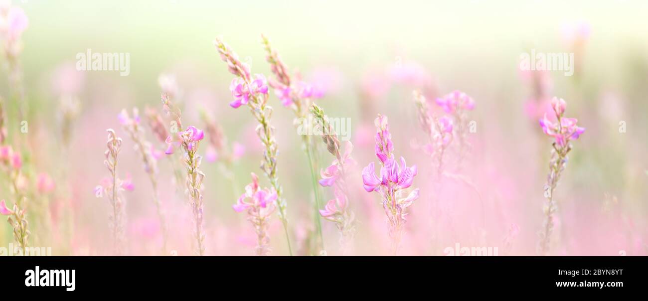 Natural meadow banner background - gentle wild flowers in macro ...