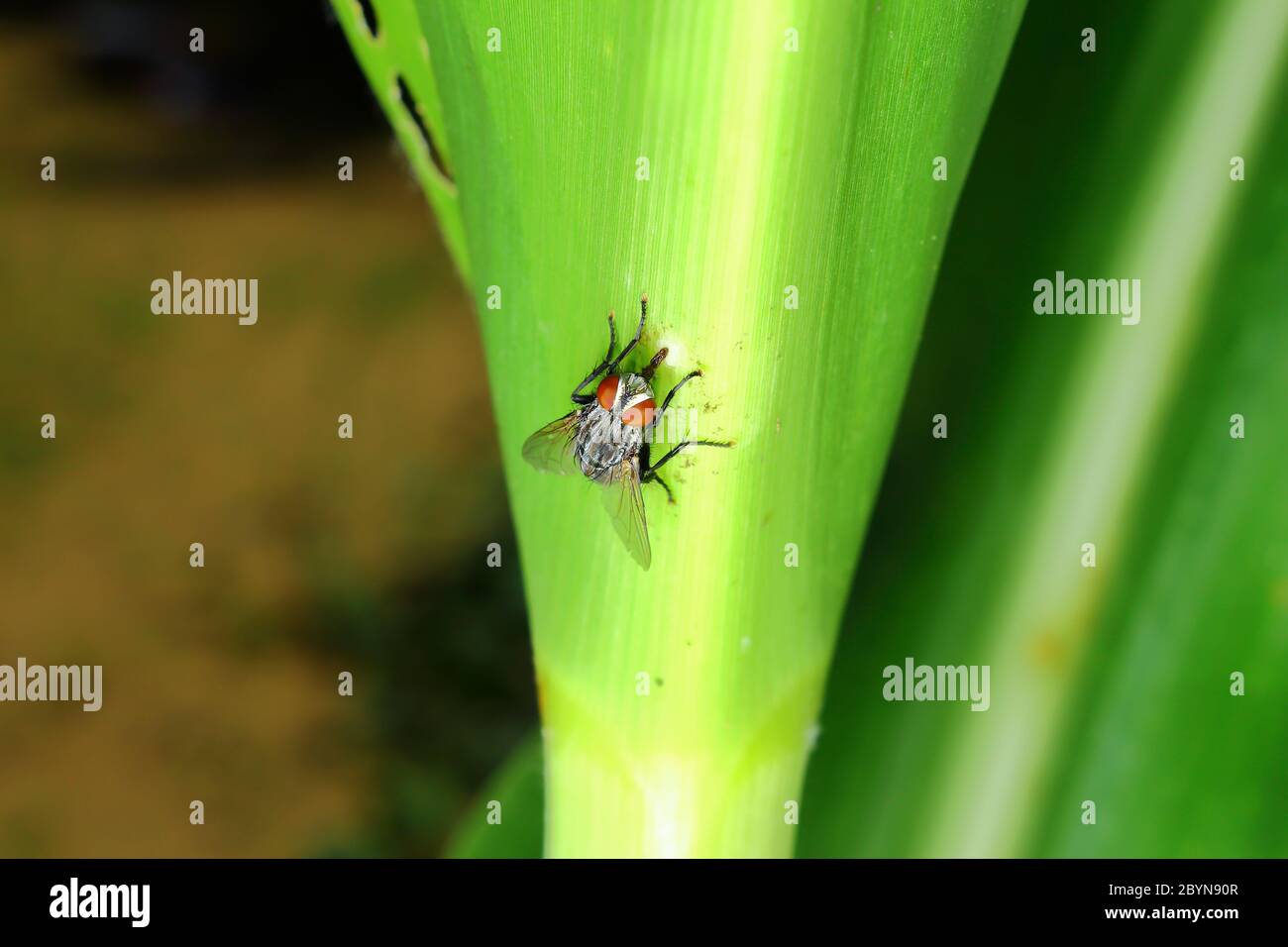 fly insect on corn leaf Stock Photo - Alamy