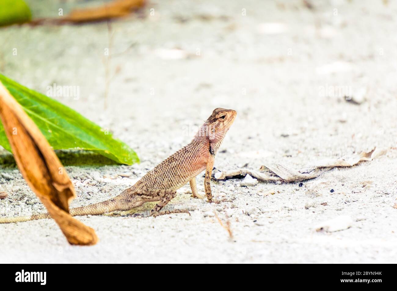 Oriental garden lizard sitting on white sand of Maldives Stock Photo ...