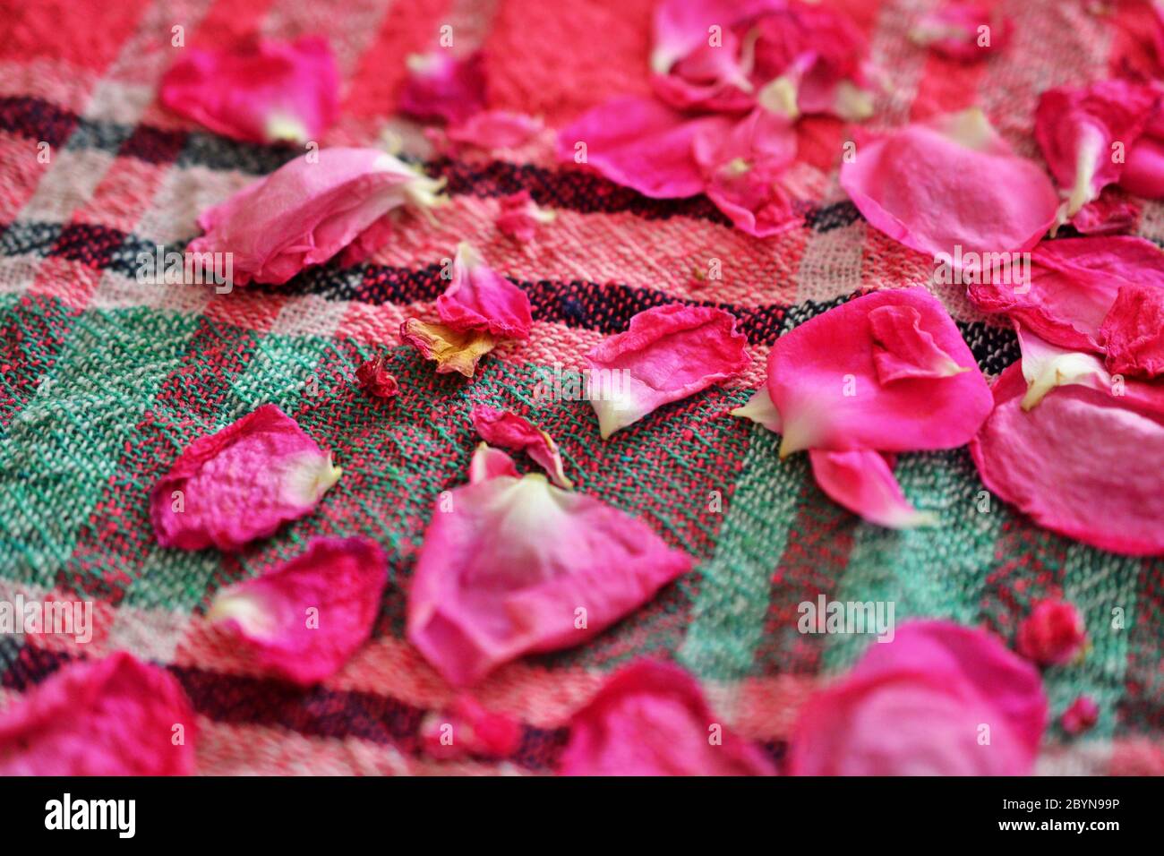rose petals drying on a table cloth Stock Photo - Alamy