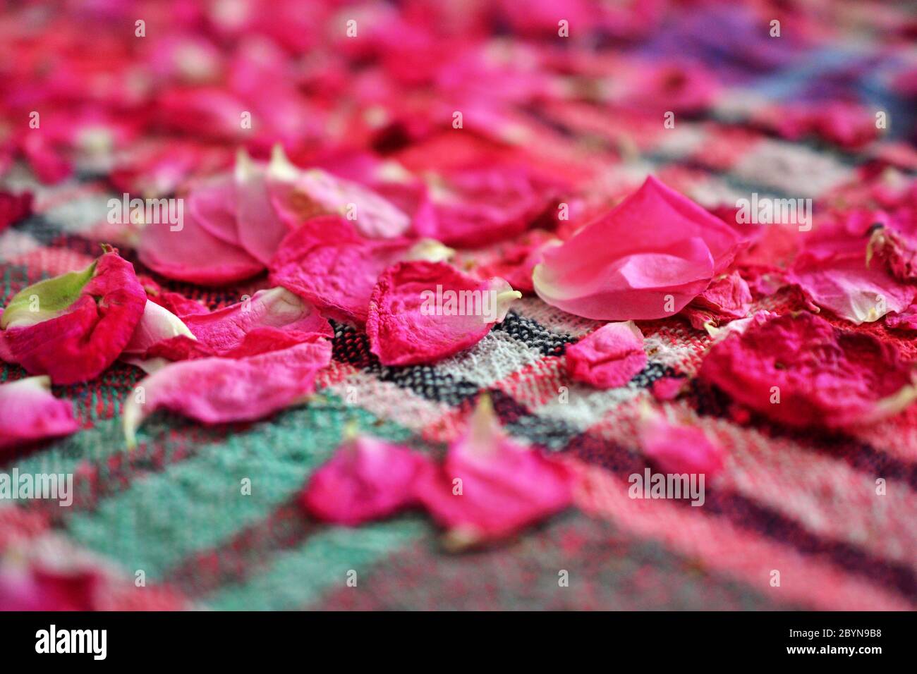rose petals drying on a table cloth Stock Photo - Alamy