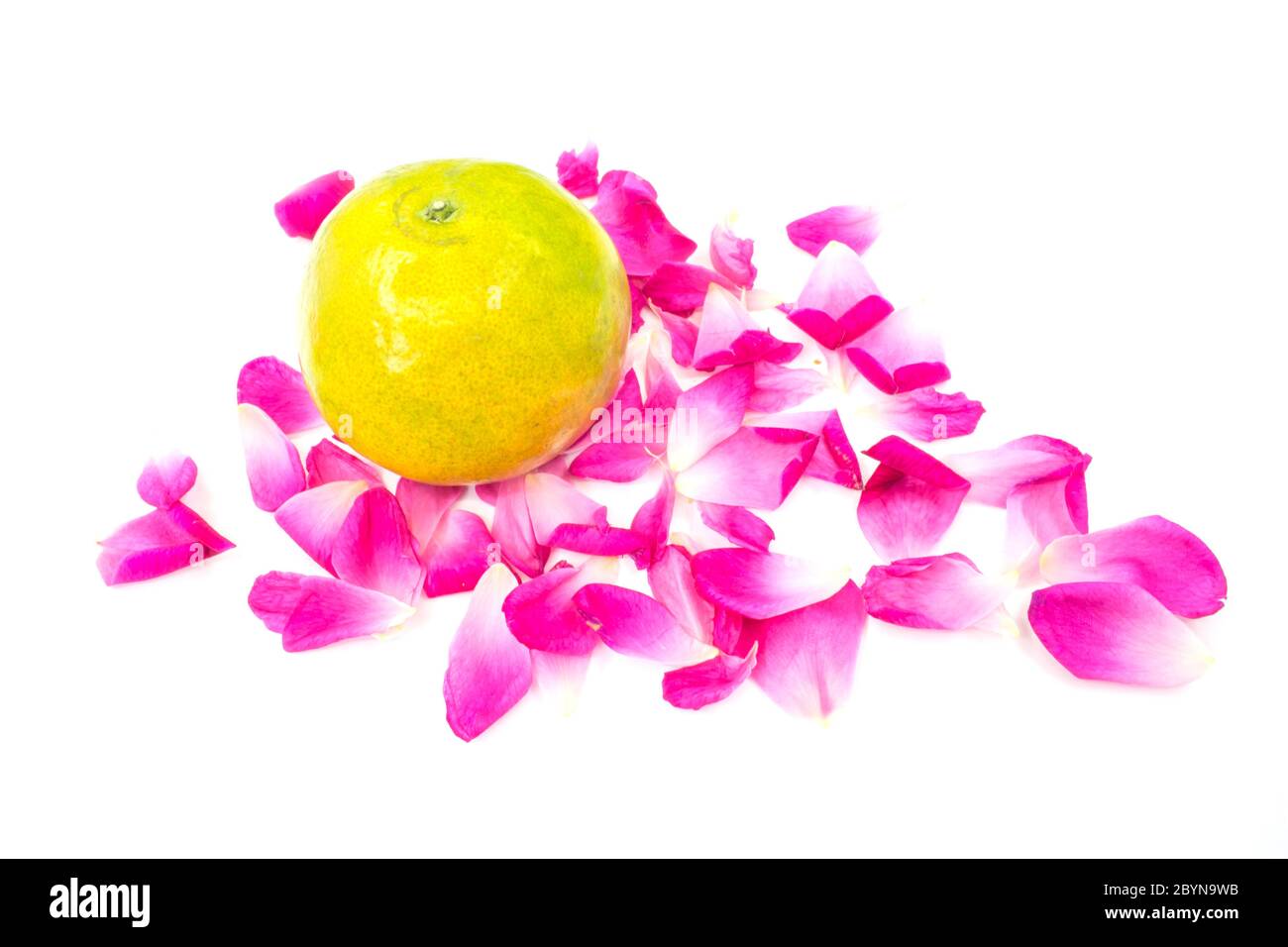 rose with mandarin orange isolated on white background Stock Photo - Alamy