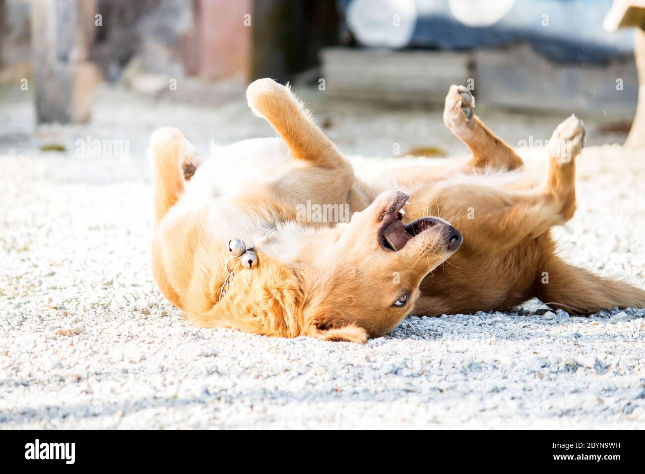 dog relax action cute Stock Photo - Alamy